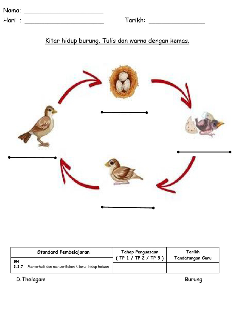 Kitaran Hidup Helang & Burung | PDF