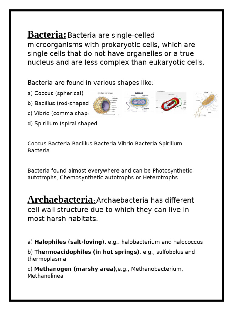 Bacteria | PDF