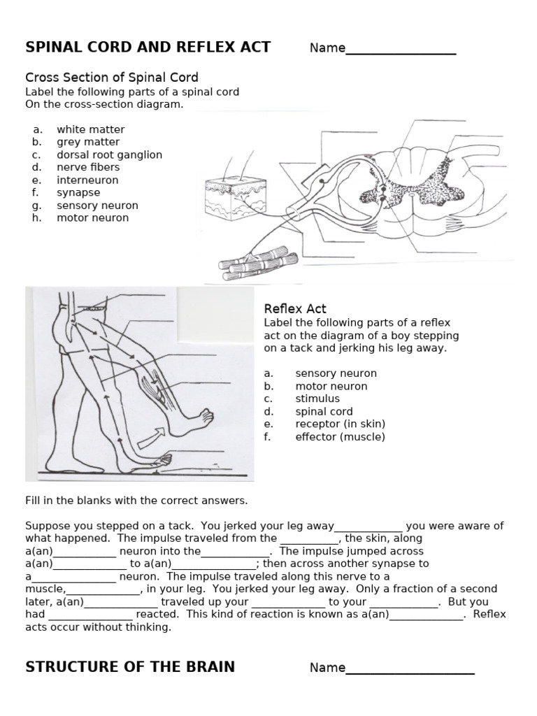 Spinal Cord & Reflex Act Worksheet1 | PDF
