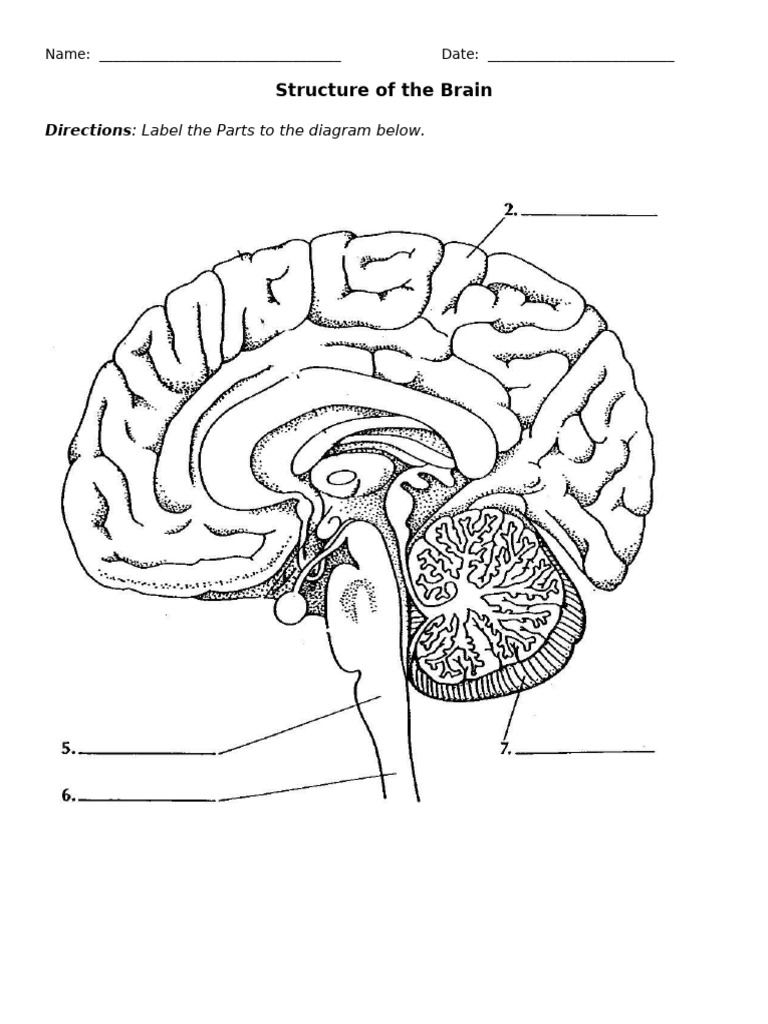 Structure of The Brain Worksheet1 | PDF