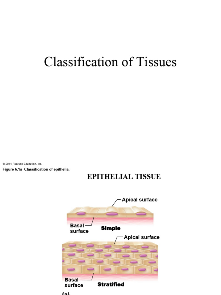 Classification of Tissues - Notes | PDF