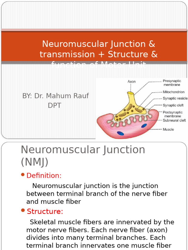 Neuromuscular Junction & Transmission + Structure & Function | PDF