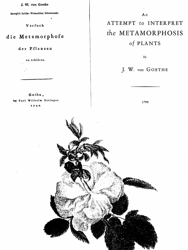 Goethes Metamorphoses of Plants | PDF | Petal | Flowers