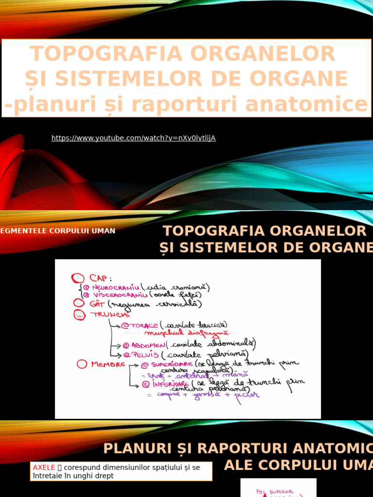 Topografia Organelor Și Sistemelor de Organe - Planuri Și Raporturi ...