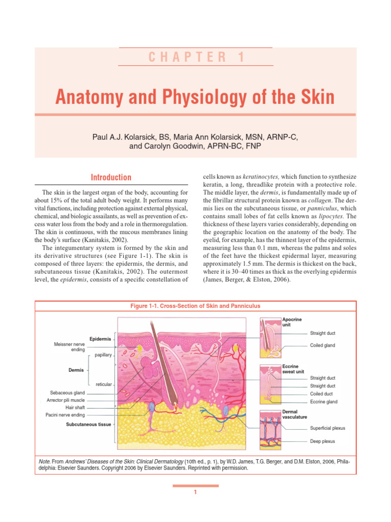 Anatomy and Physiology of The Skin | PDF