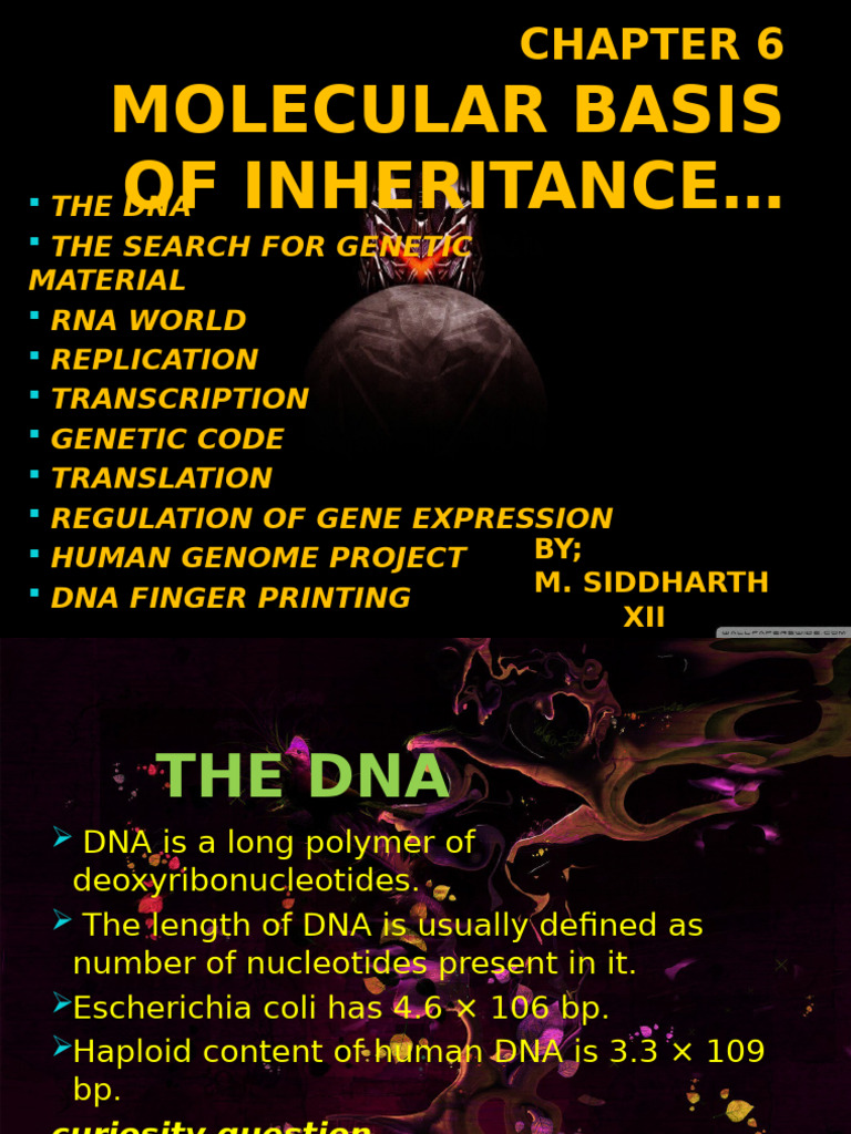6 Molecular Basis of Inheritance | PDF
