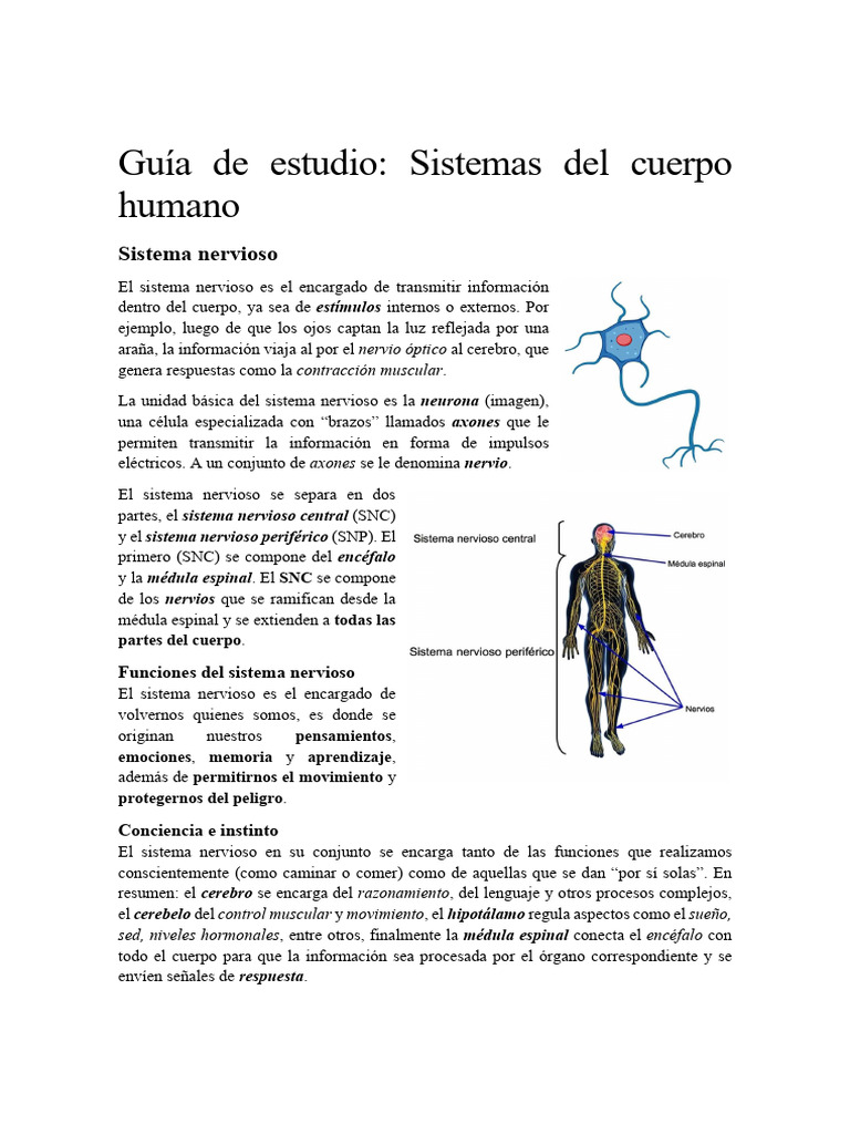 Guía de Resumen Sistemas Del Cuerpo Humano | PDF