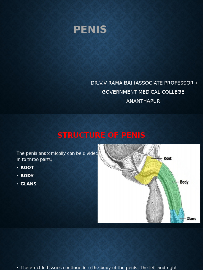 Penis | PDF