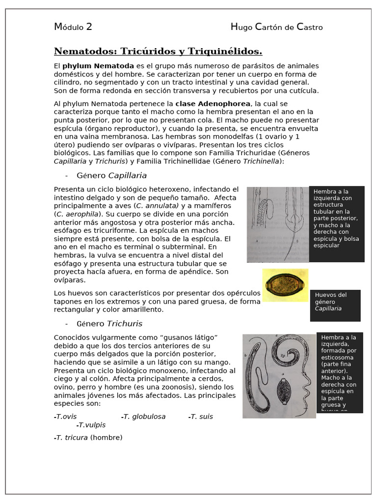Nematodos | PDF