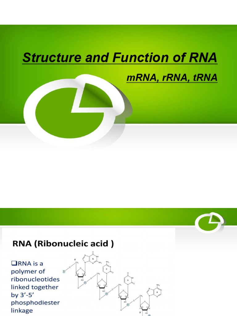 Structure and Function of RNA | PDF