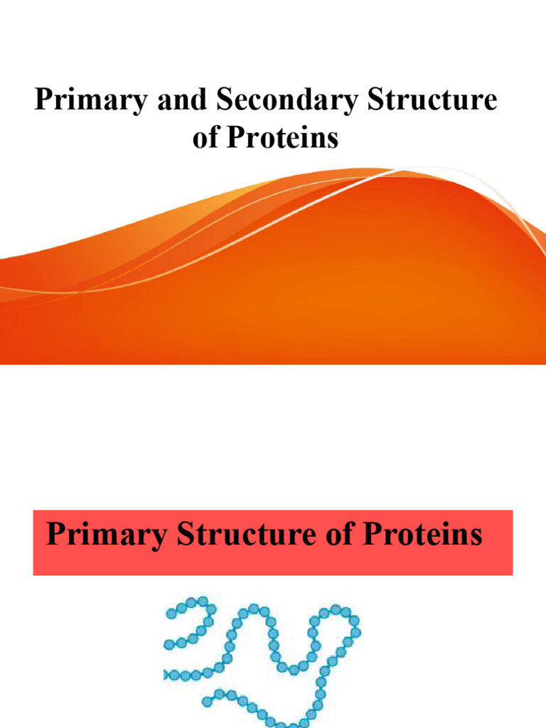 Primary and Secondary Structure of Proteins | PDF