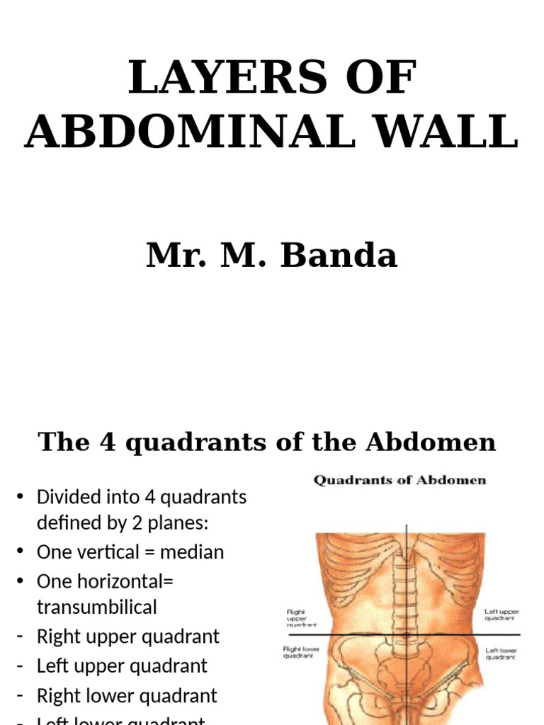 Anterolateral Abdominal Wall | PDF