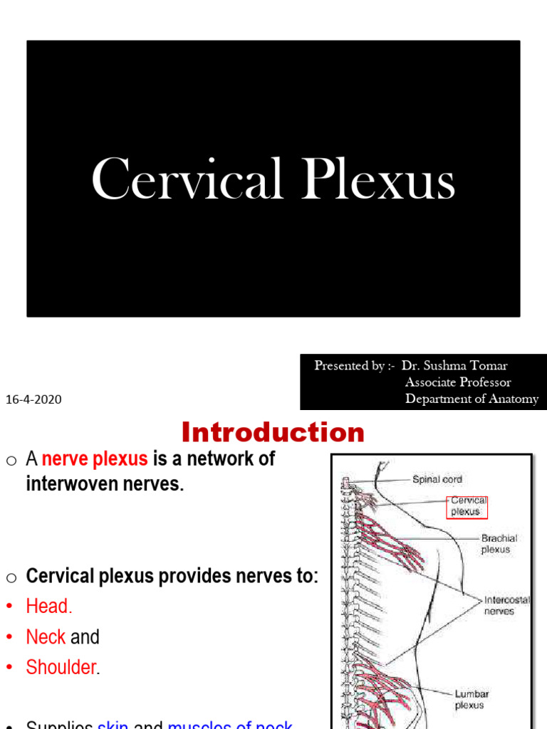 Cervical Plexus | PDF