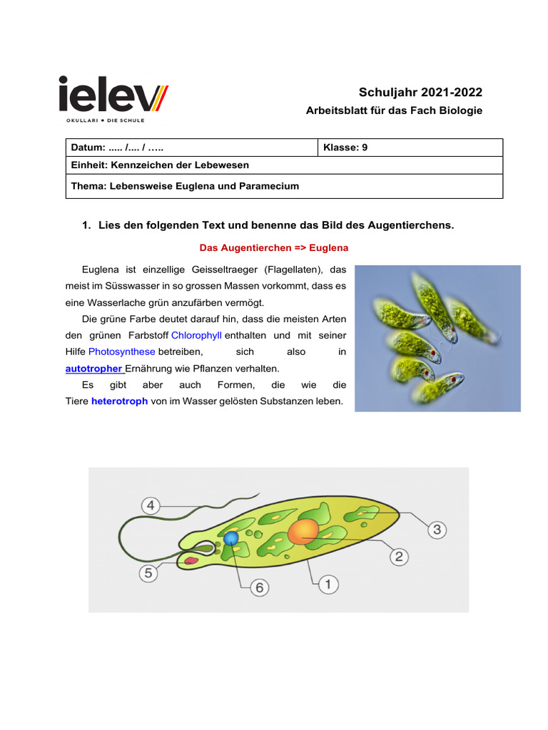 Euglena Paramecium | PDF