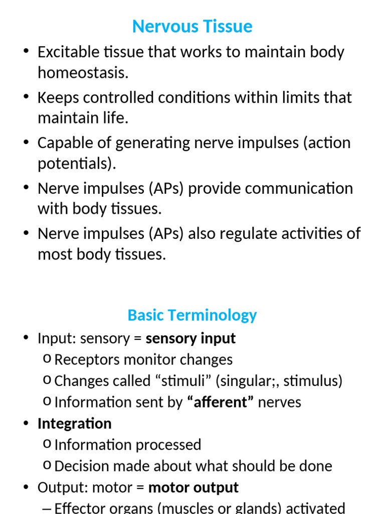 The Nervous Tissue | PDF
