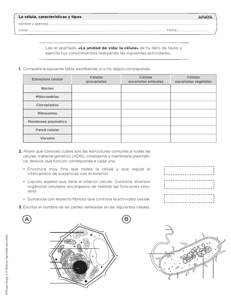 Examen Las Celulas | PDF