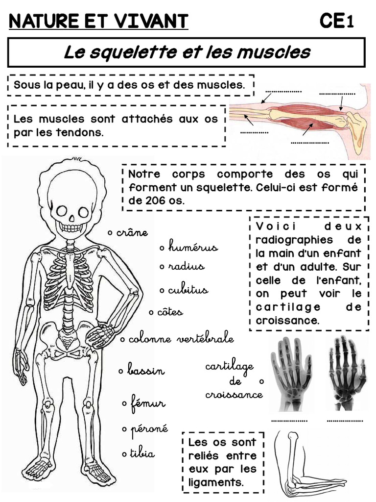 LE SQUELETTE ET LES MUSCLES | PDF