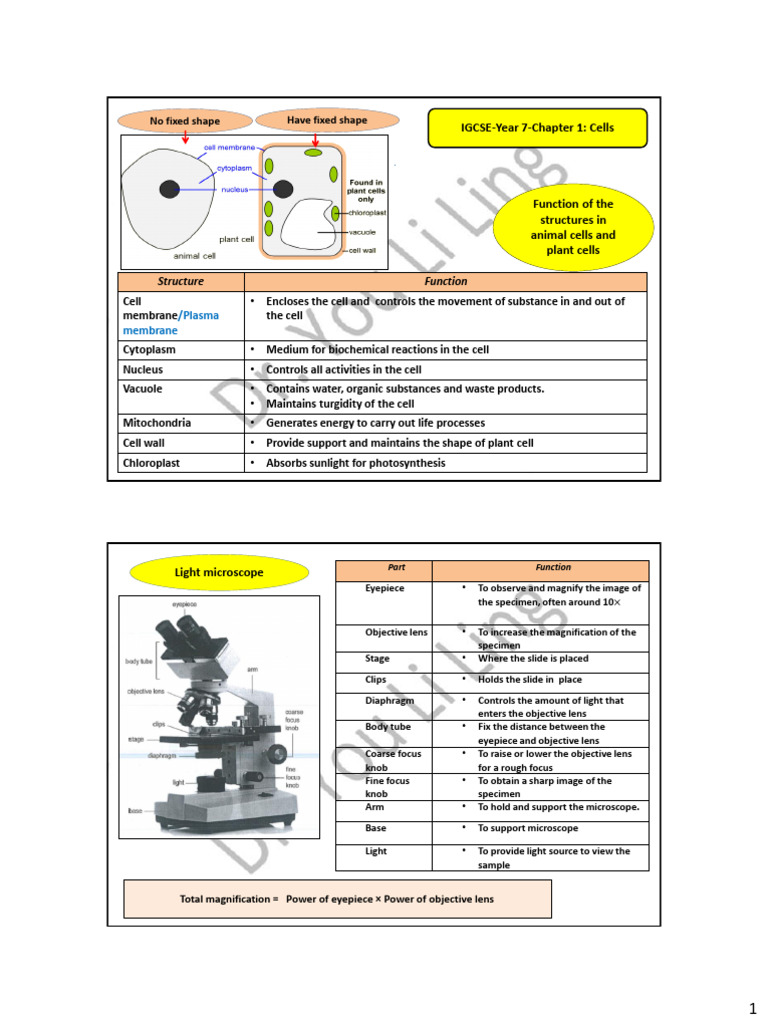 IGCSE - Year 7-Science-Chapter 1-Cells-Notes-2024 - Student | PDF