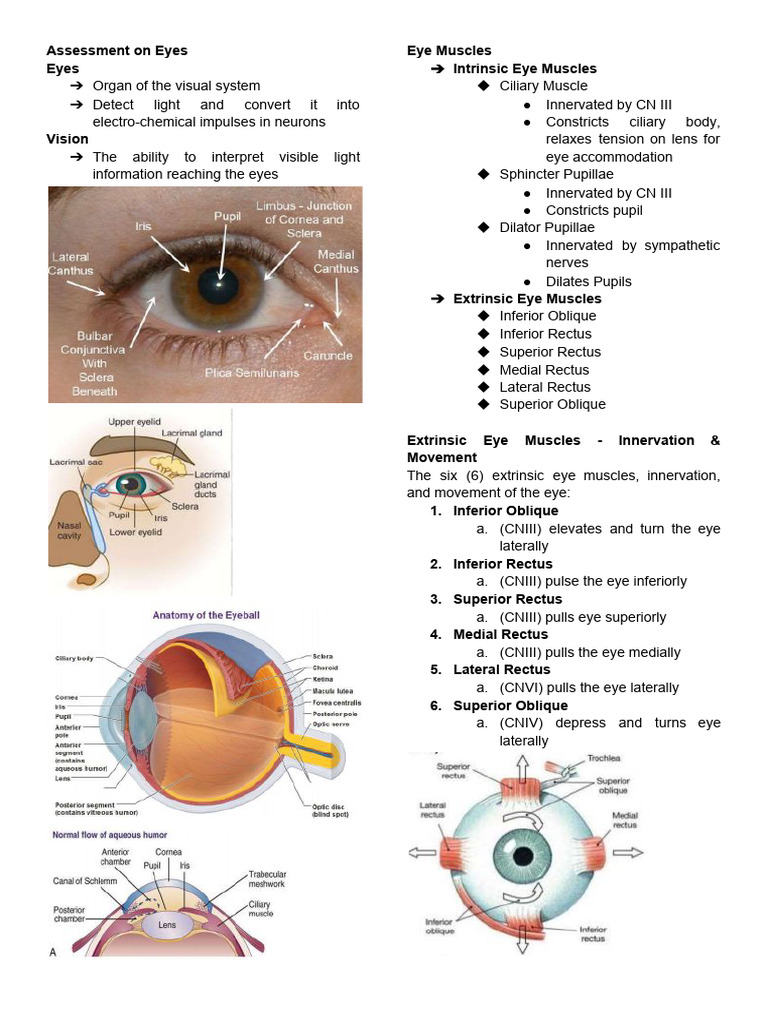 Health Assess. (Lec) Handout | PDF