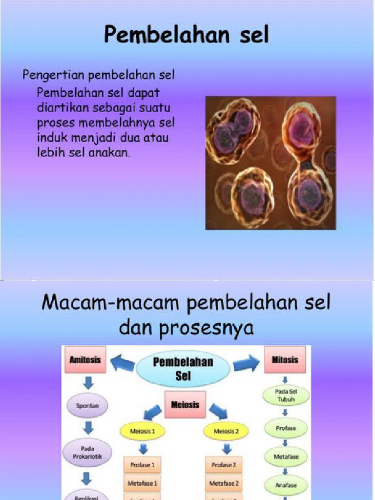 Pembelahan Sel | PDF