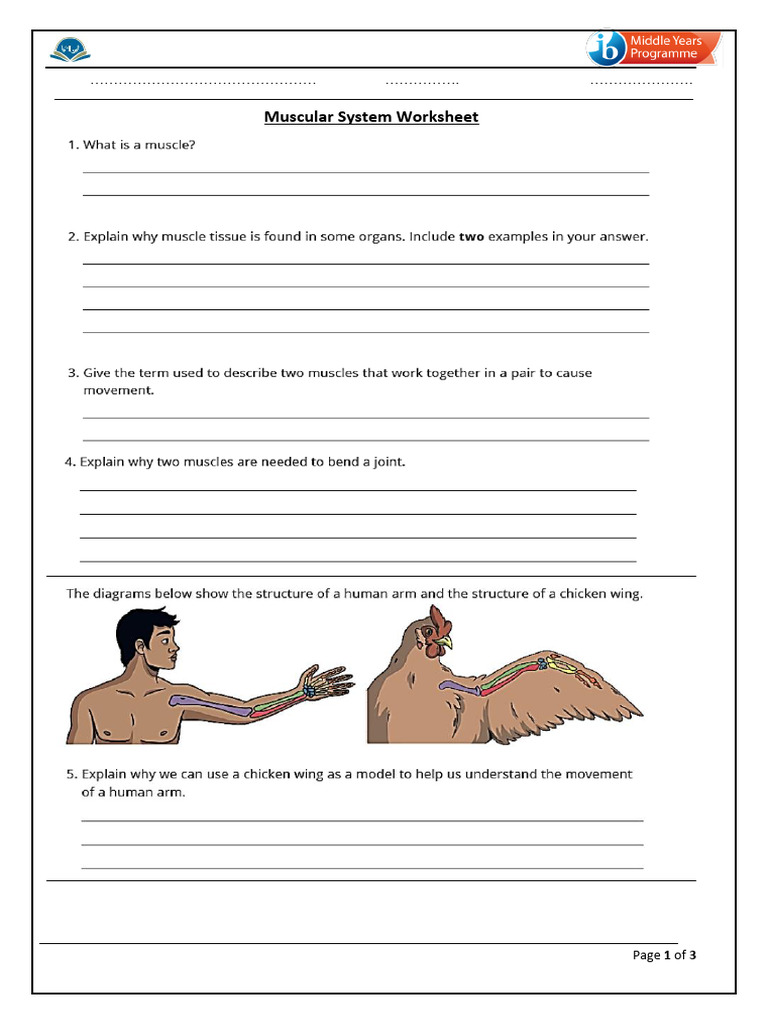 Muscular_System_assignment_2 | PDF
