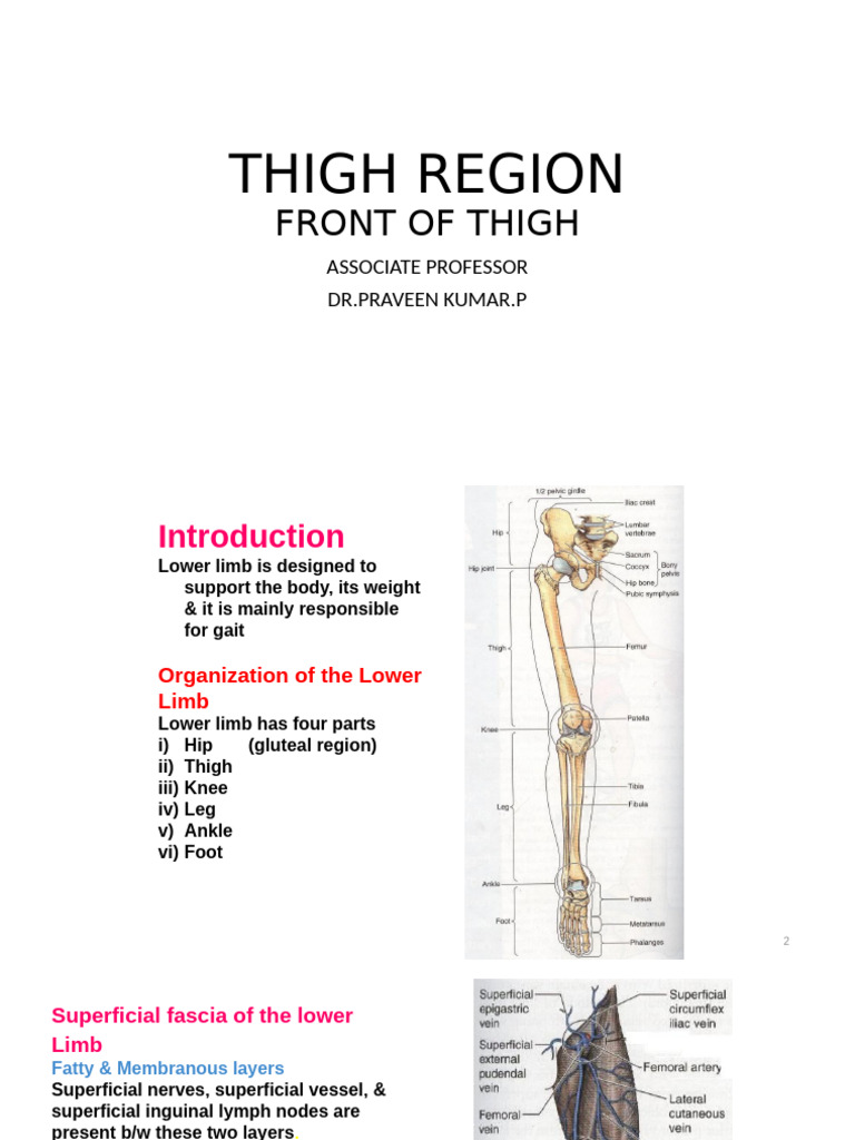 Front Thigh | PDF