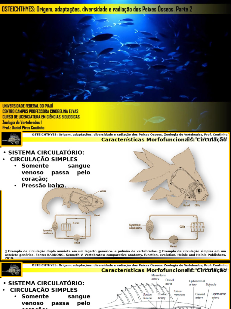 06-Osteichthyes Parte 2 | PDF