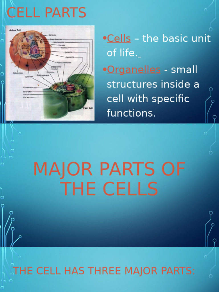 Major Parts of The Cell | PDF