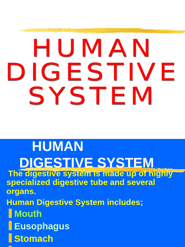 Human Digestive System | PDF