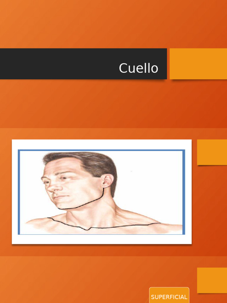 Regiones del Cuello: Anatomía Detallada | PDF