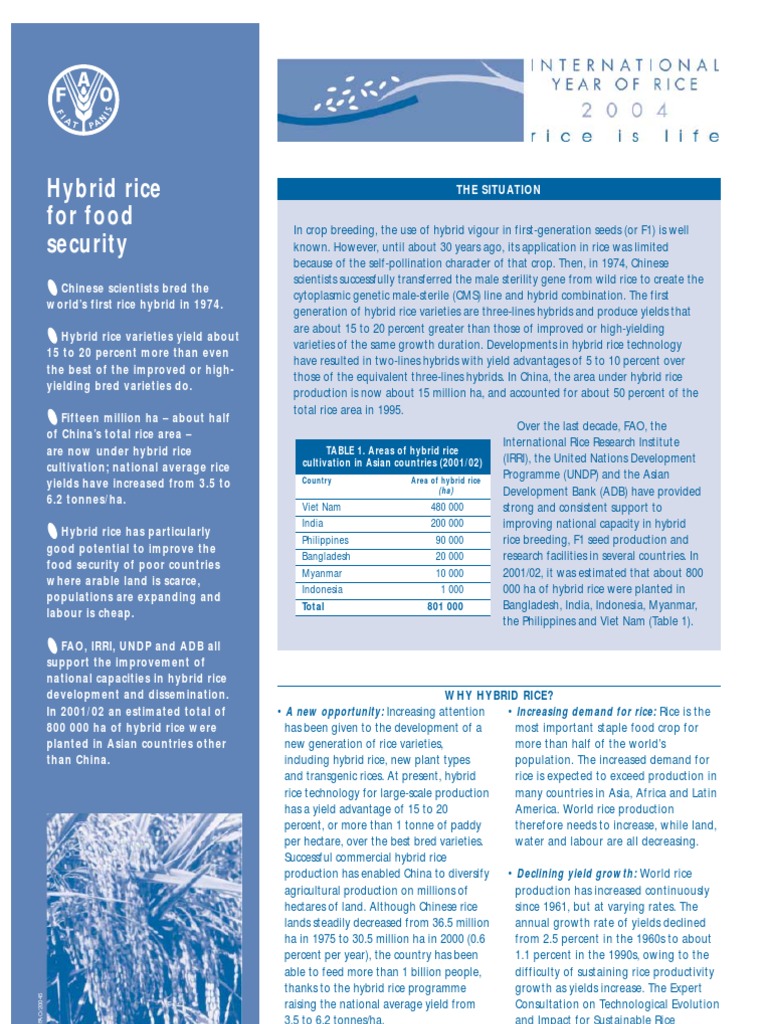 Hybrid Rice Technology | PDF | Rice | Agriculture