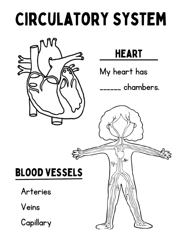 2 - Circulatory System | PDF