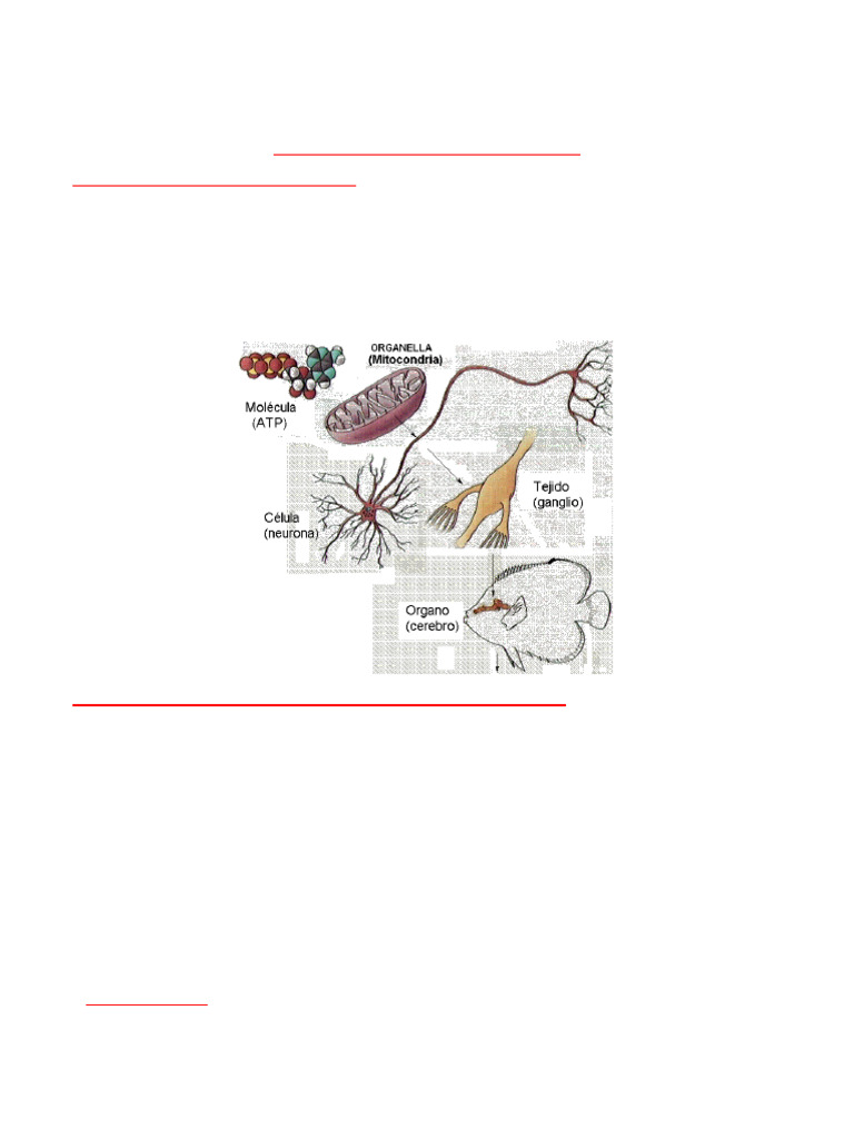 Tema 3 Niveles de Organización Biológica | PDF