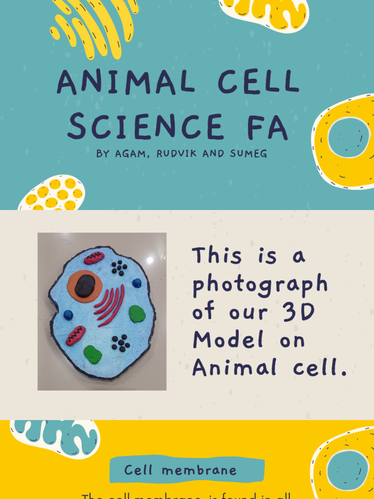 Animal Cell 3D Model | PDF