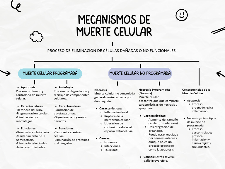 Mecanismo de Muerte Celular | PDF | Biología Celular | Apoptosis