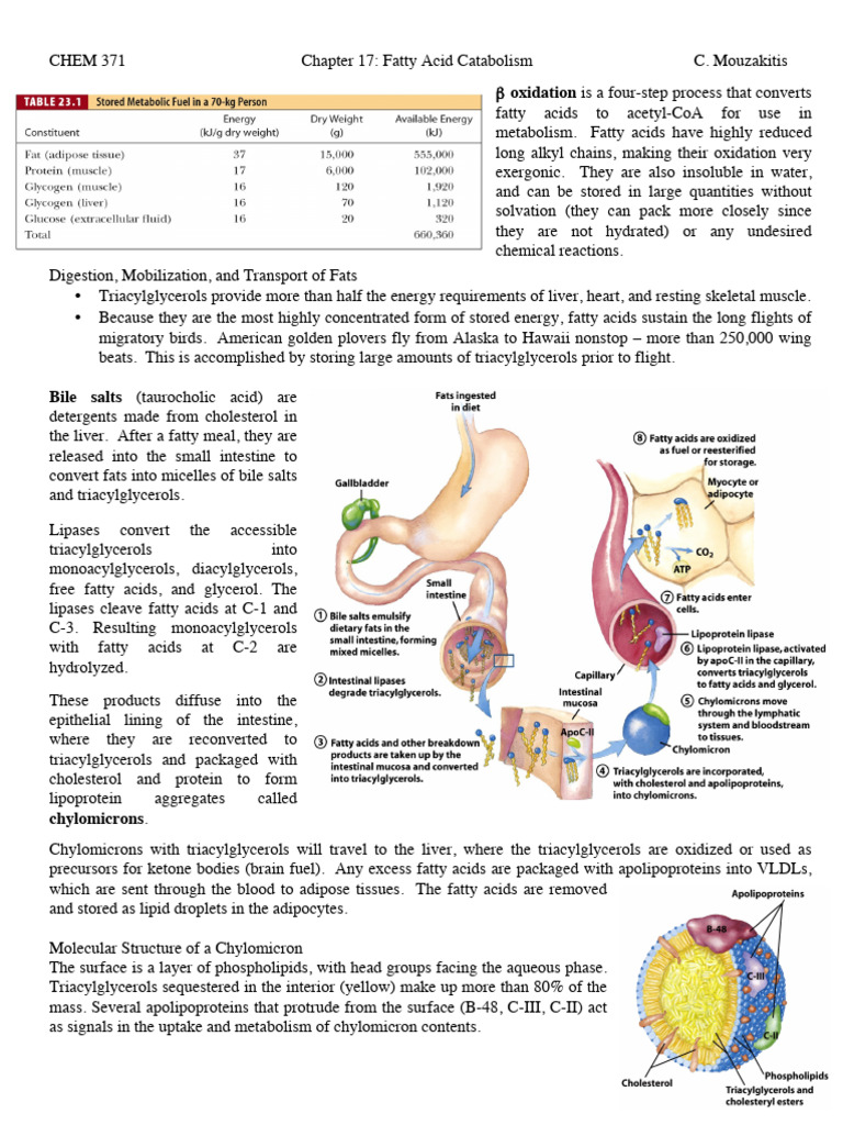 371 - Chapter 17 Outline | PDF