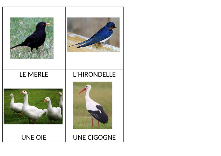 dico des mots oiseaux | PDF