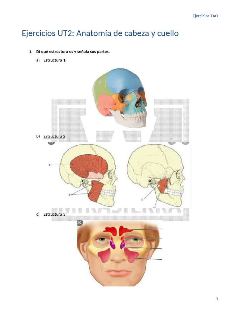 TAO E1 UT2 Ejercicios Anatomía | PDF
