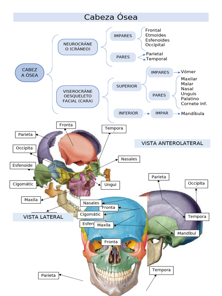 1-Cabeza Ósea | PDF