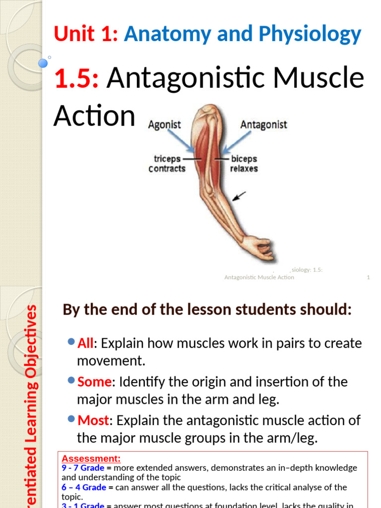 1.5 Antagonistic Muscle Action | PDF