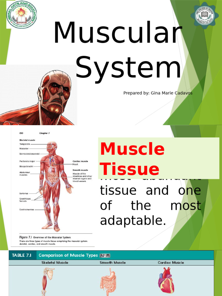 Muscular System (Anatomy and Physiology) | PDF | Muscle Contraction ...