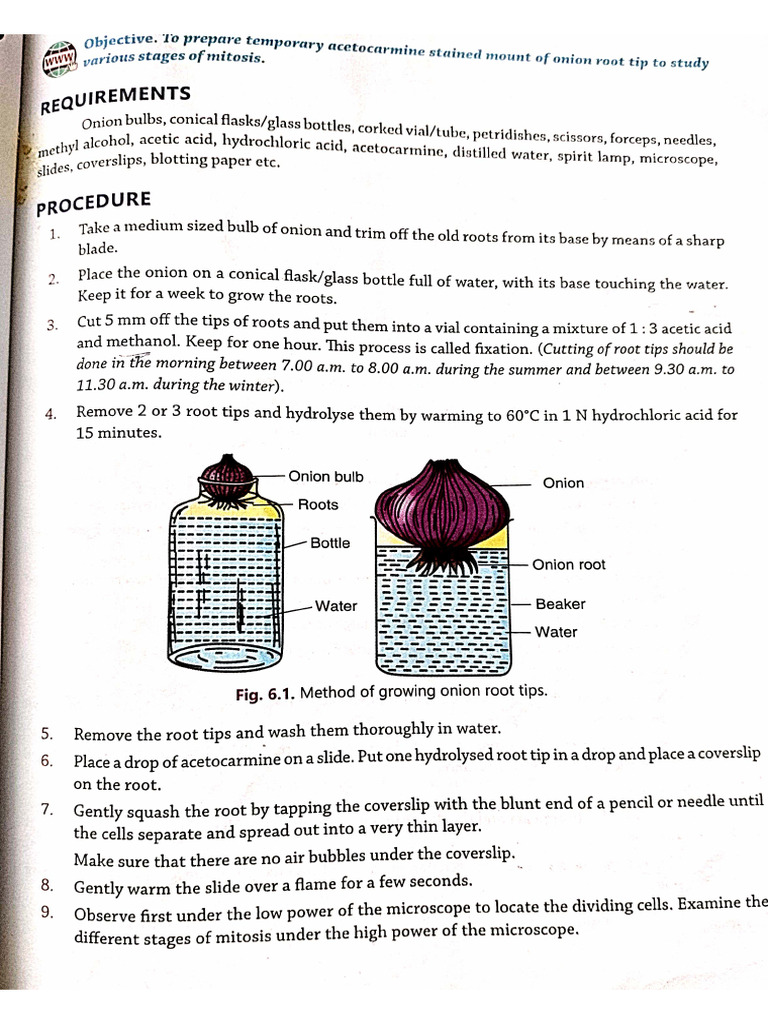 Biology Class 12 Experiment No 4 | PDF