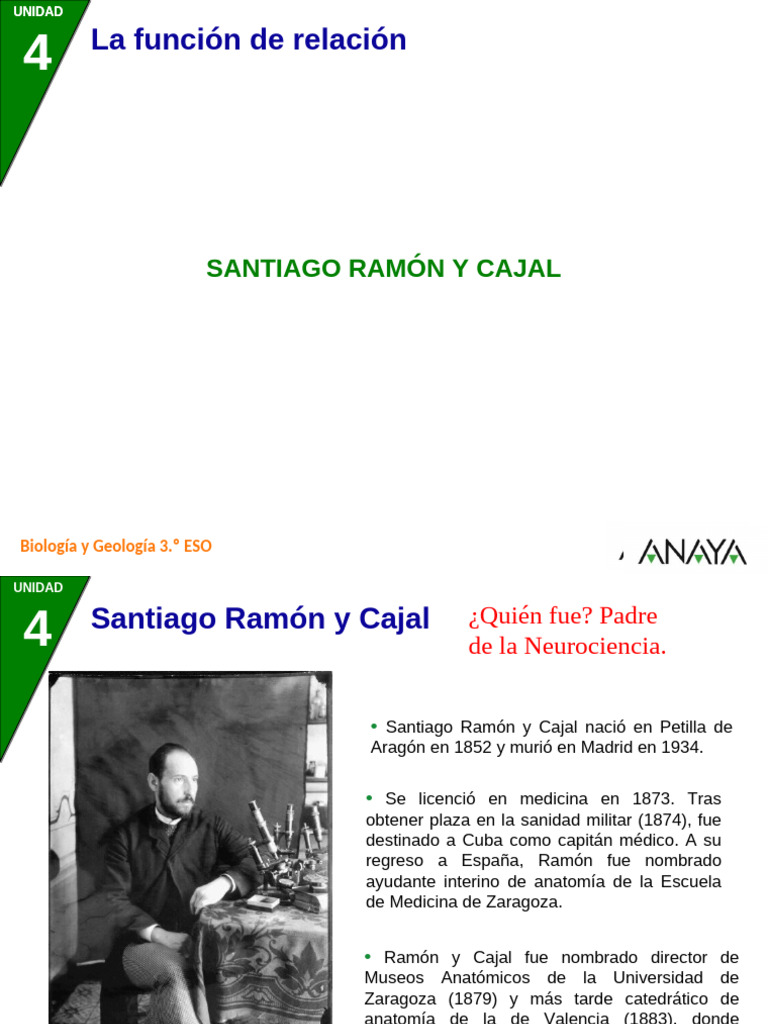 Ramony Cajal | PDF