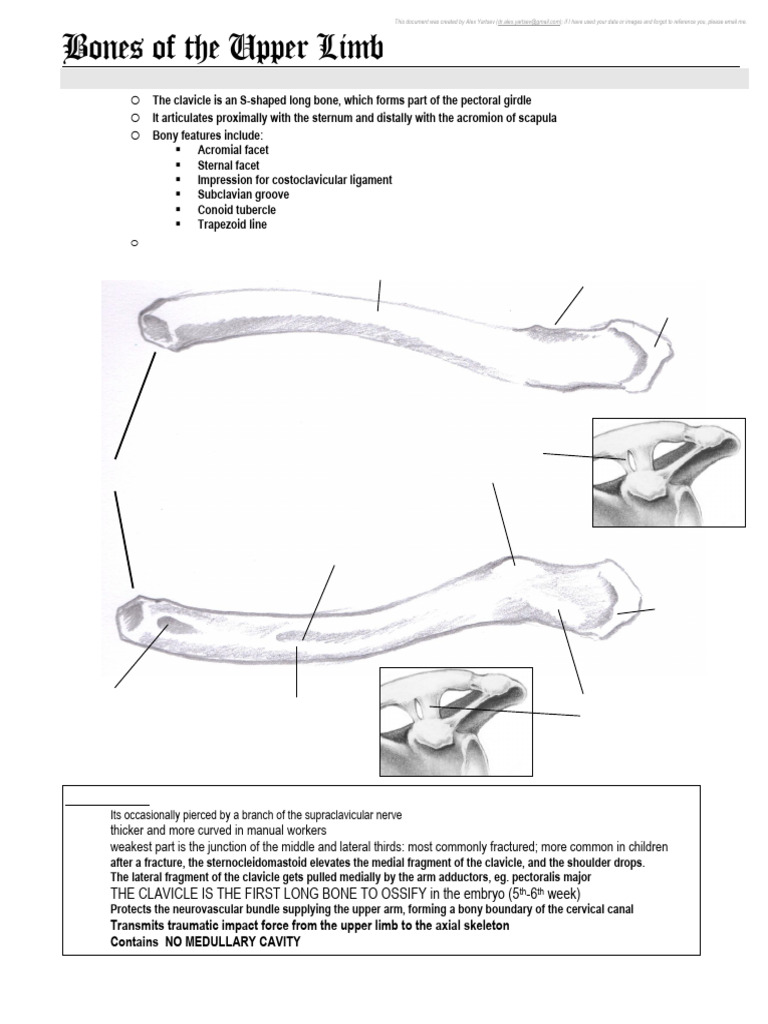 Upper Limb Notes Imp | PDF