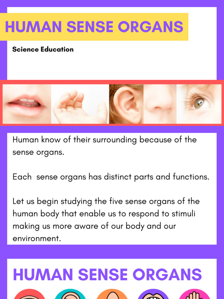 The Human Sense Organs | PDF