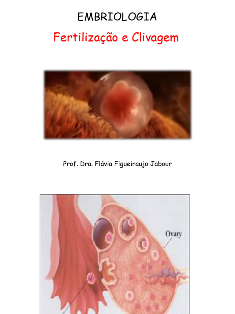 Fertilização e Clivagem | PDF