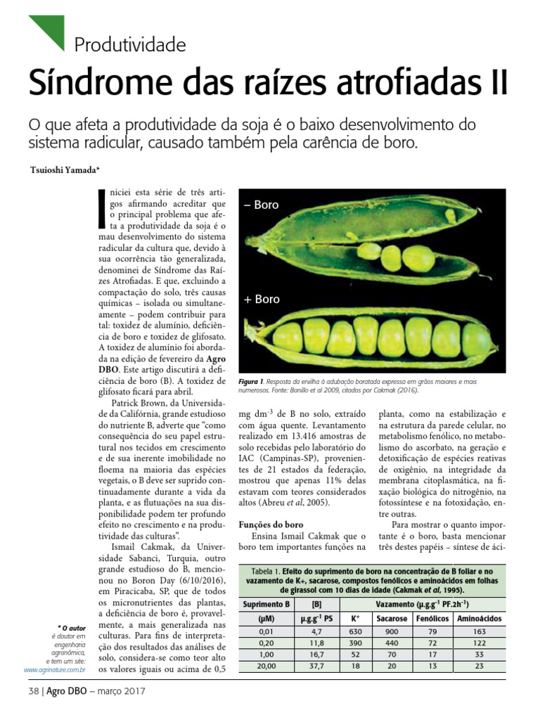 Yamada Boro Síndrome Das Raízes Atrofiadas II | PDF