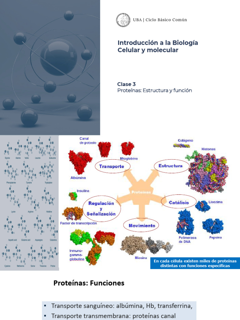 Proteínas: Estructura y Función | PDF | Proteínas | Ciencia y matemáticas
