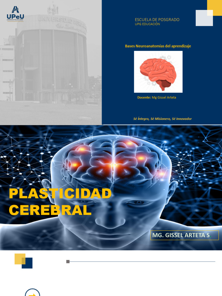plasticidad neuronal | PDF