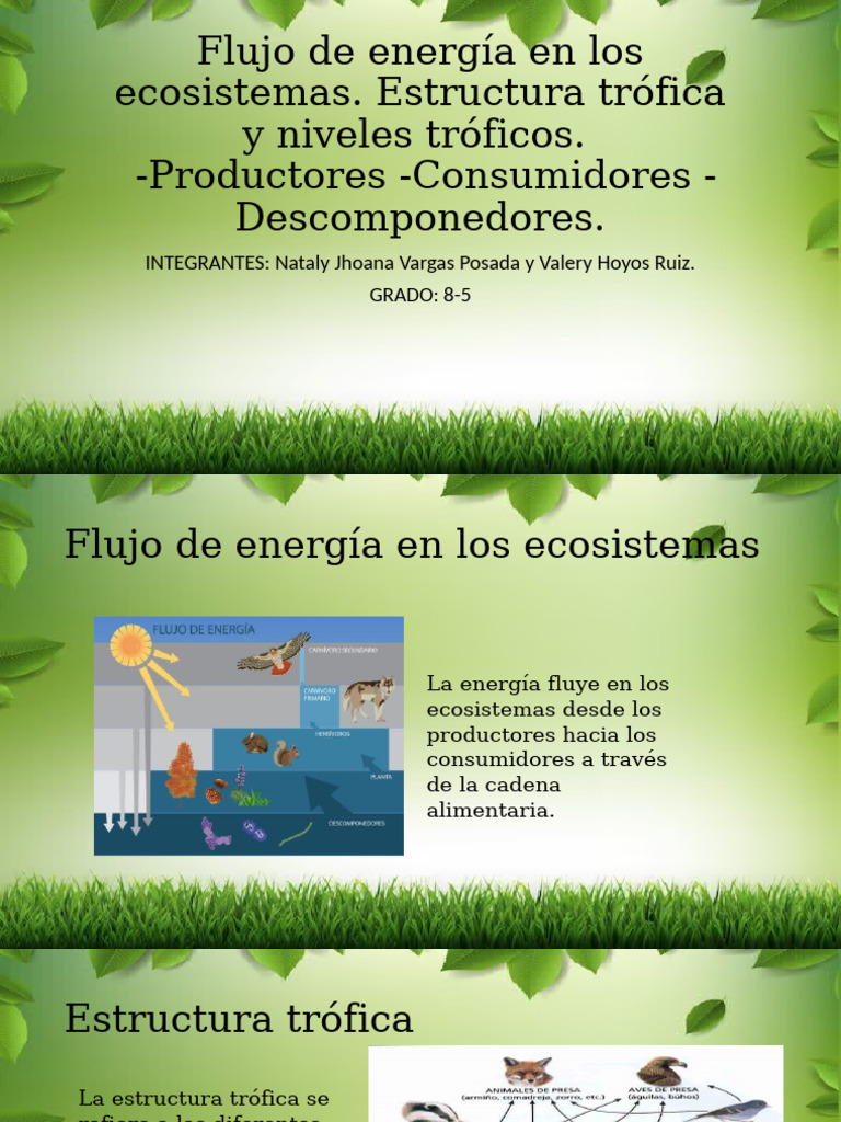 Flujo de Energía en Los Ecosistemas.8-5.Naturales | PDF